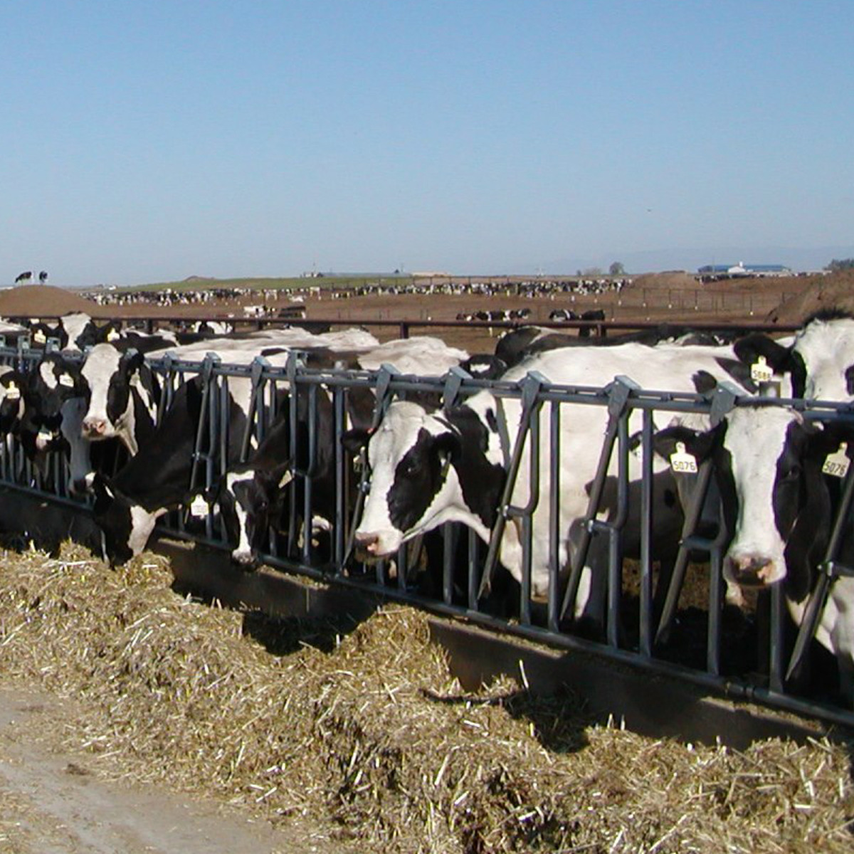 Dairy Production and Management – NTI Training